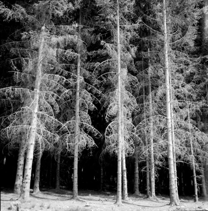 PHOTO:Imogen Cunningham-Seen & Unseen – dreamideamachine ART VIEW