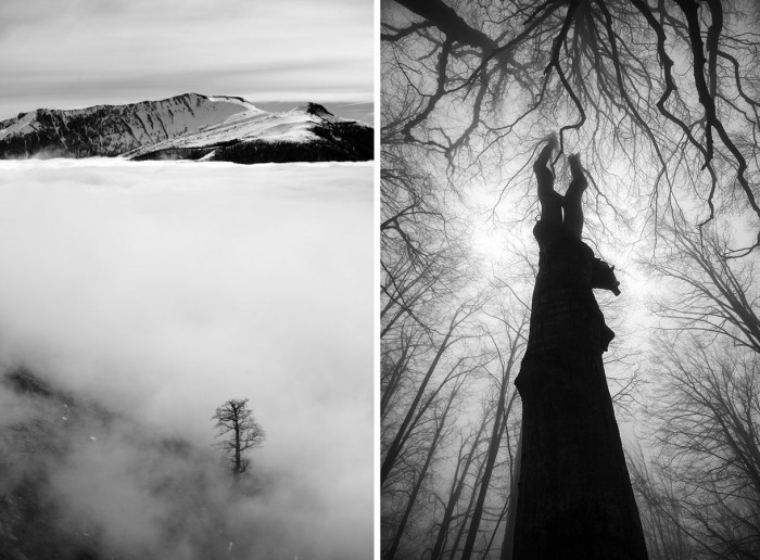 PHOTO:Ali Shokri-The Passion Of Trees – dreamideamachine ART VIEW